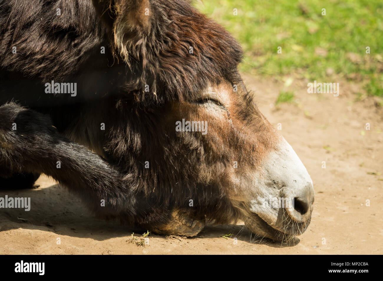 Donkey in the sun hi-res stock photography and images - Alamy