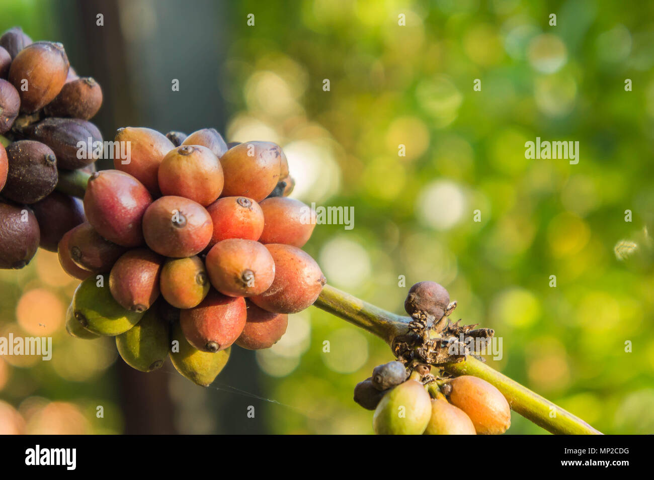 Coffee tree line drawing hi-res stock photography and images - Alamy