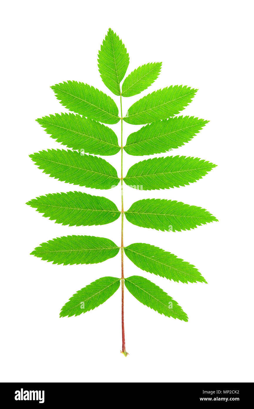 Rowan (Sorbus aucuparia) leaf isolated on white background Stock Photo ...