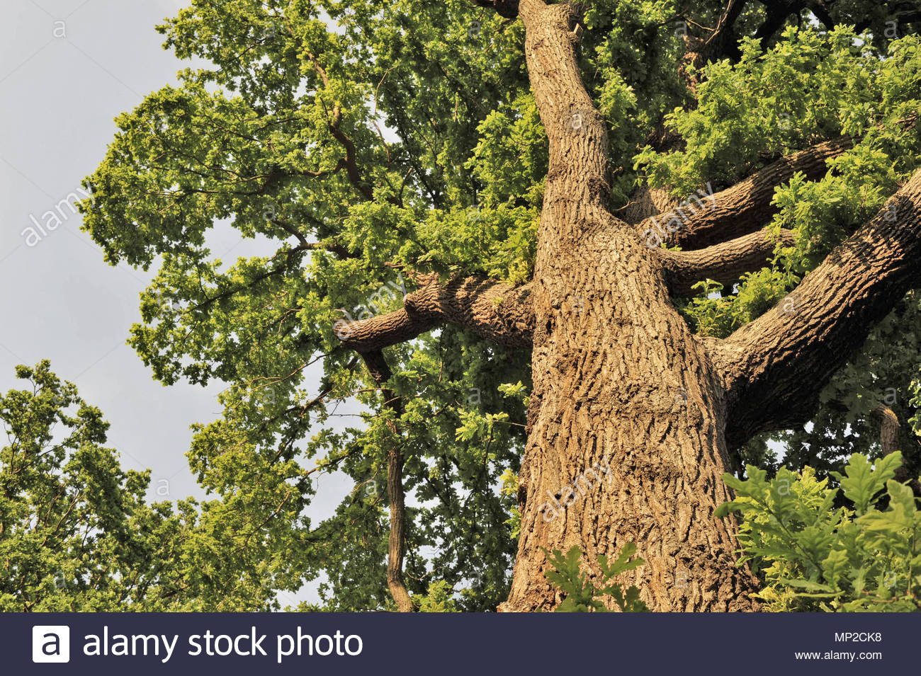 Oak Tree Low Angle High Resolution Stock Photography and Images - Alamy