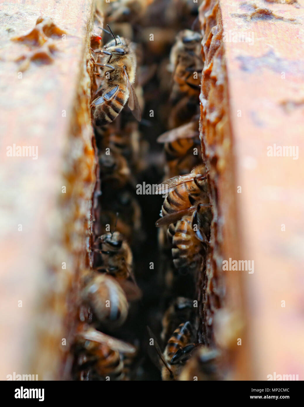 Wax moth bee hi-res stock photography and images - Alamy