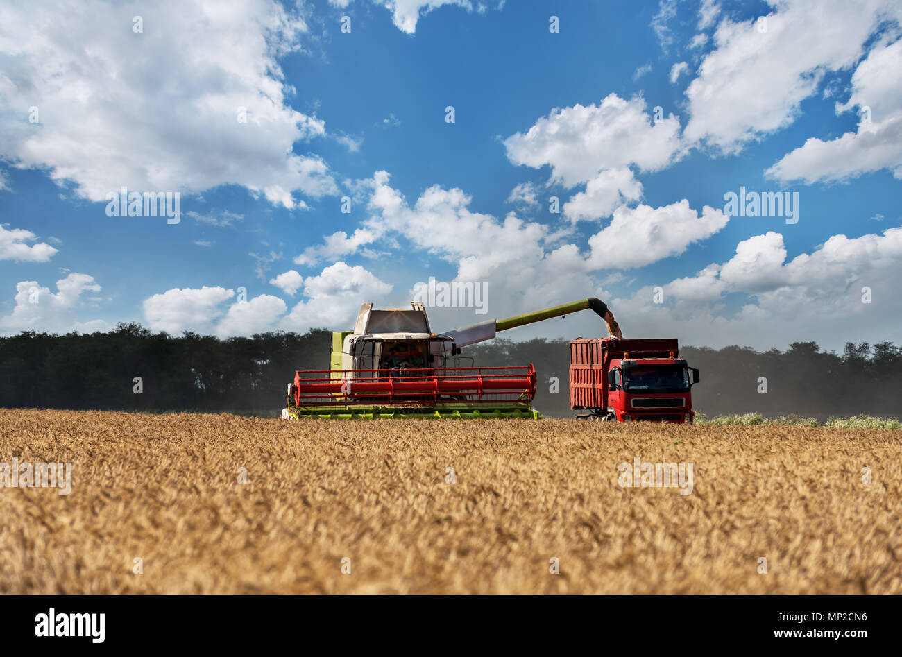 Combine working on a wheat field. Combine harvester in action on wheat ...