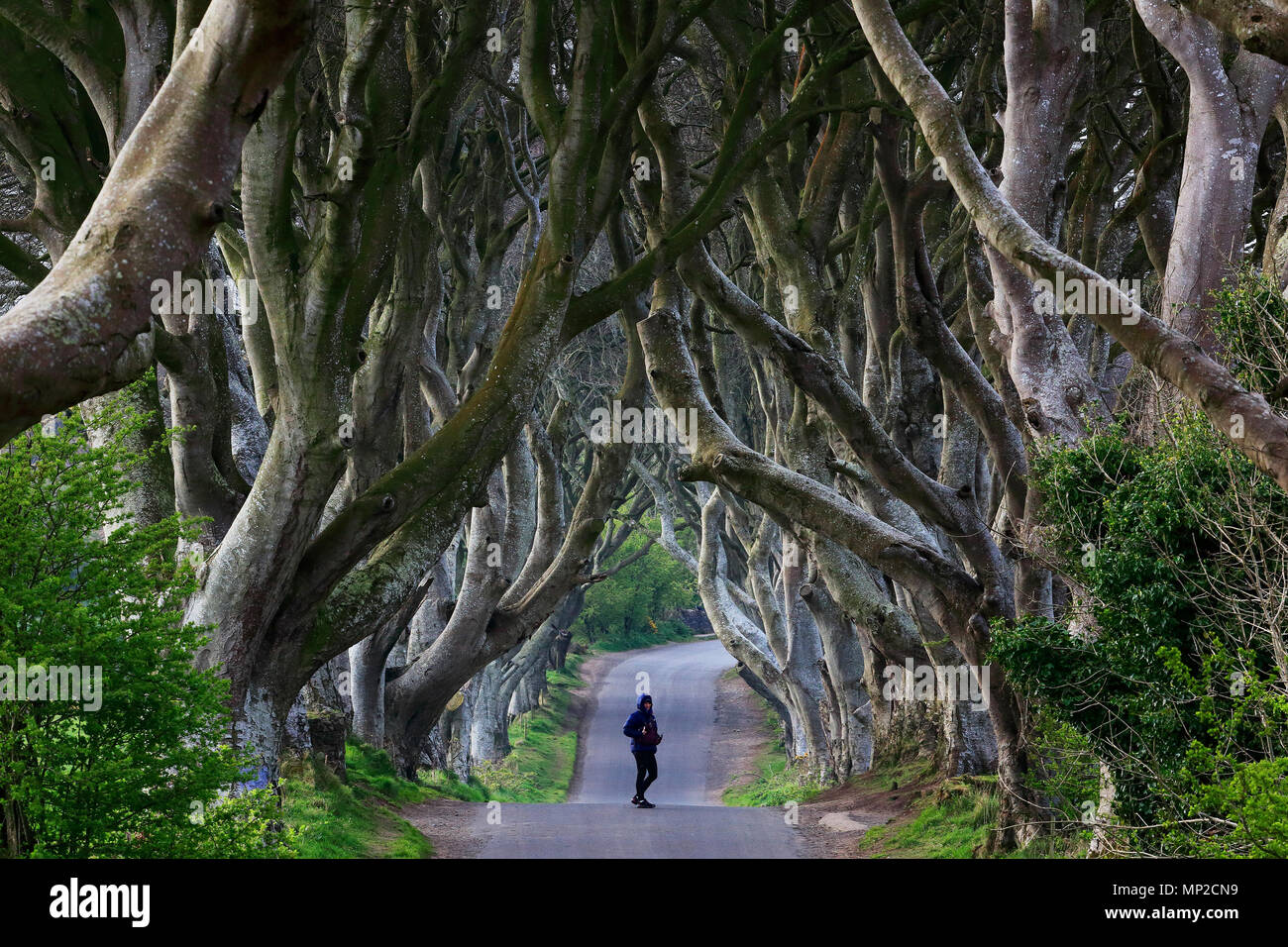 the dark hedges road Stock Photo - Alamy