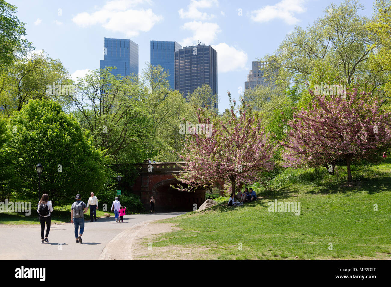 Central park New York in spring - people walking amidst the cherry ...