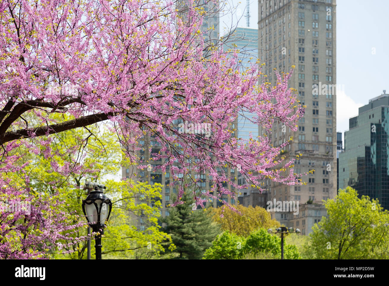 Cherry blossom in Central Park New York in spring, New York city USA ...