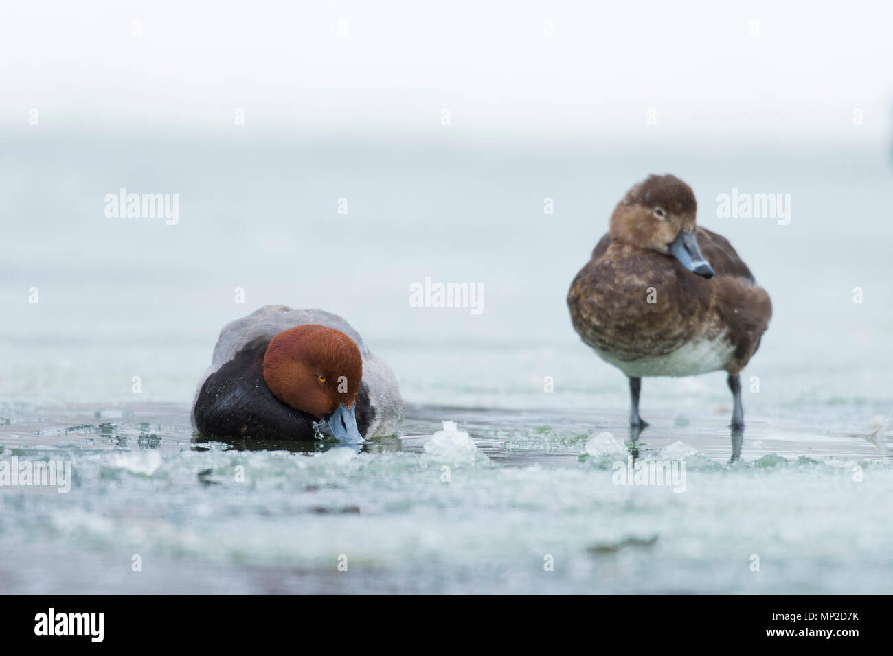 Hen redhead duck hi-res stock photography and images - Alamy