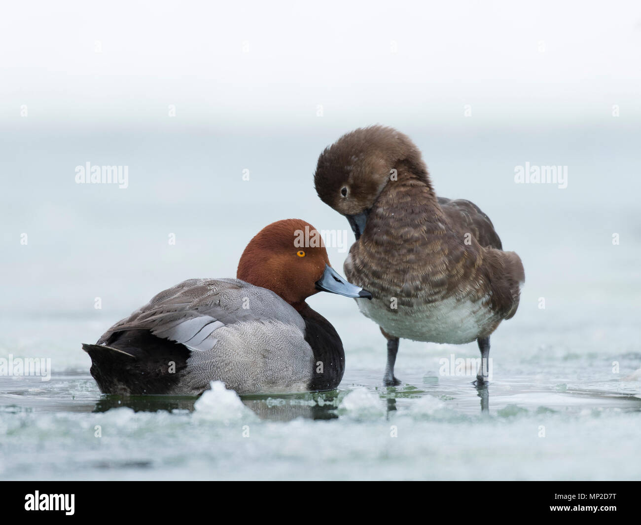 Hen redhead duck hi-res stock photography and images - Alamy