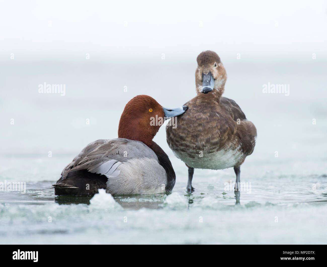 Hen redhead duck hi-res stock photography and images - Alamy