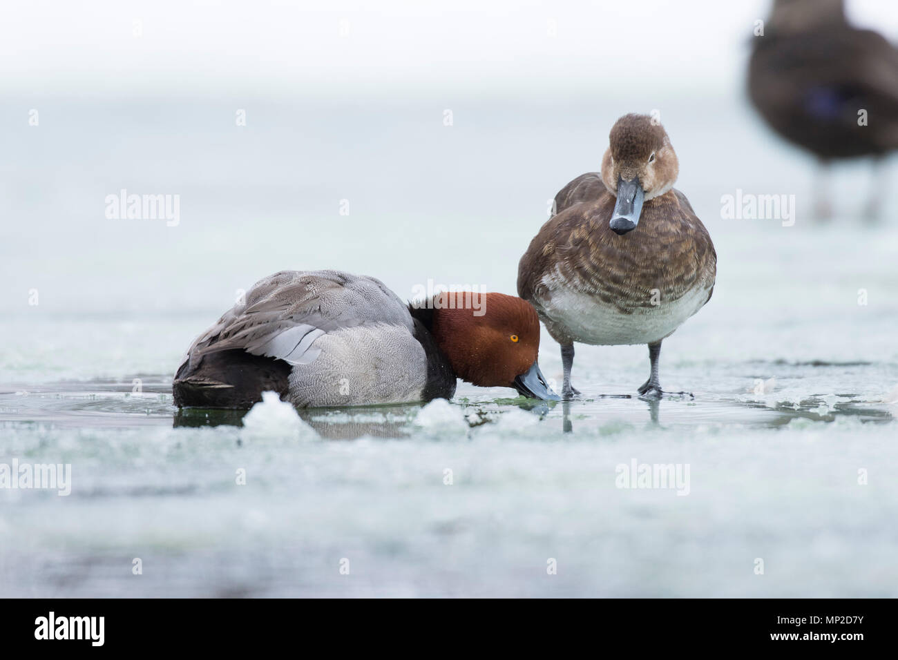Hen redhead duck hi-res stock photography and images - Alamy