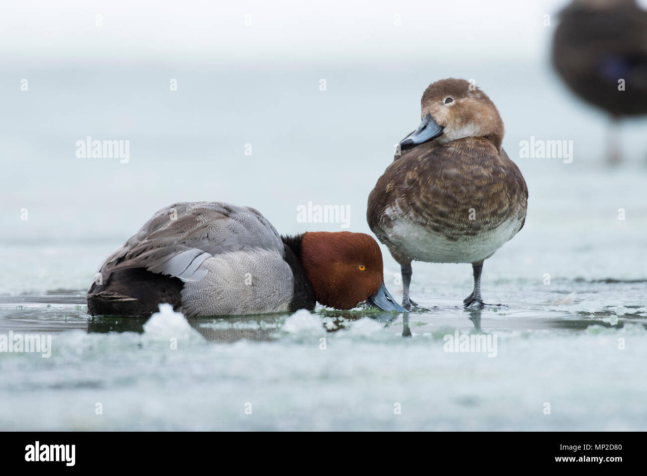 Hen redhead duck hi-res stock photography and images - Alamy