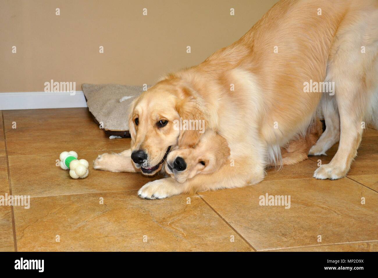 Adorable dogs at play Stock Photo - Alamy