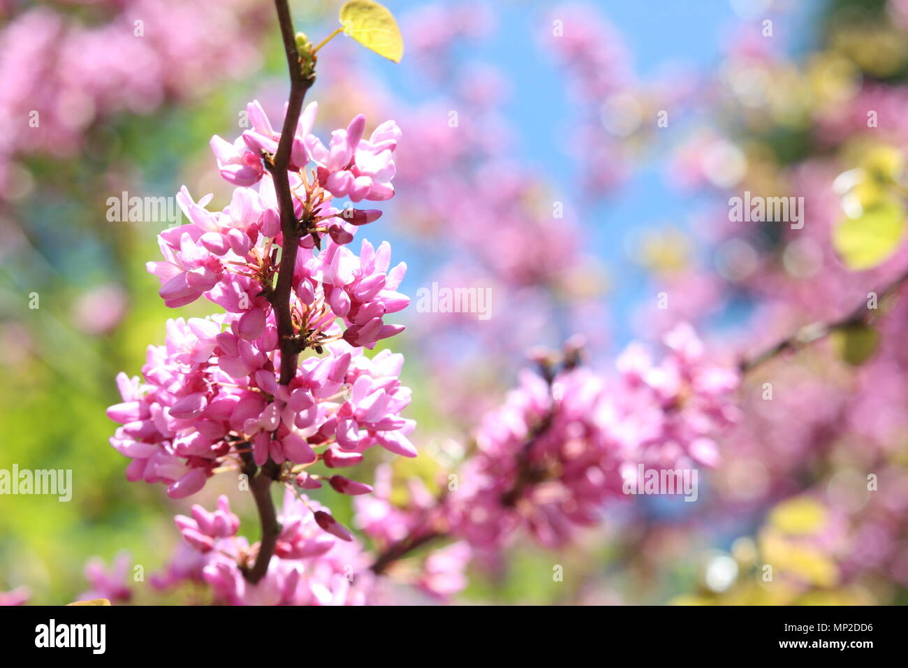 Weeping cherry blossom tree hi-res stock photography and images - Alamy