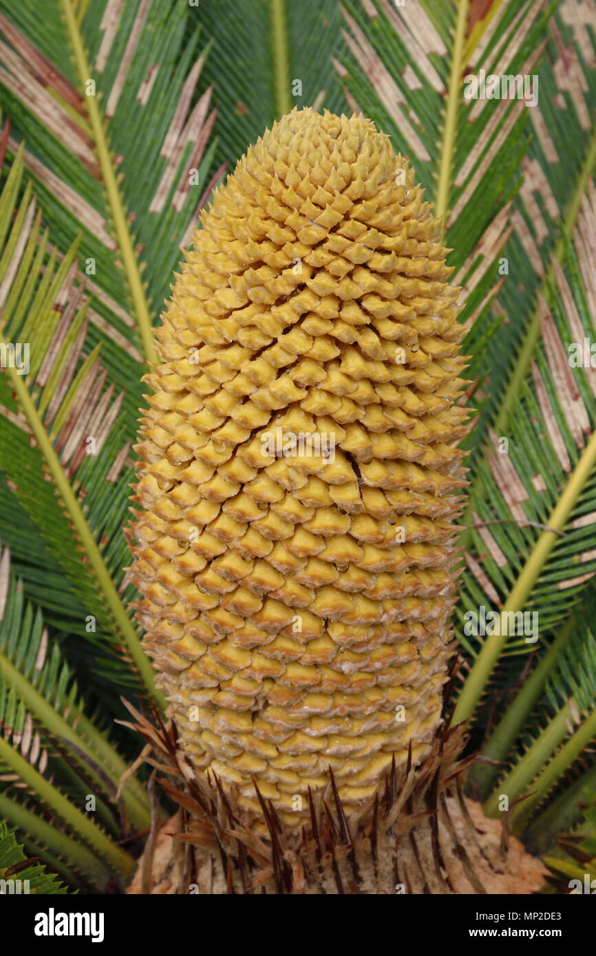 The reproductive structure of a Cycad. The reproductive structure is ...