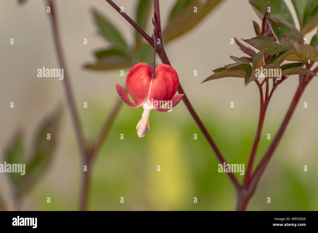 Red poppy bleeding hi-res stock photography and images - Alamy