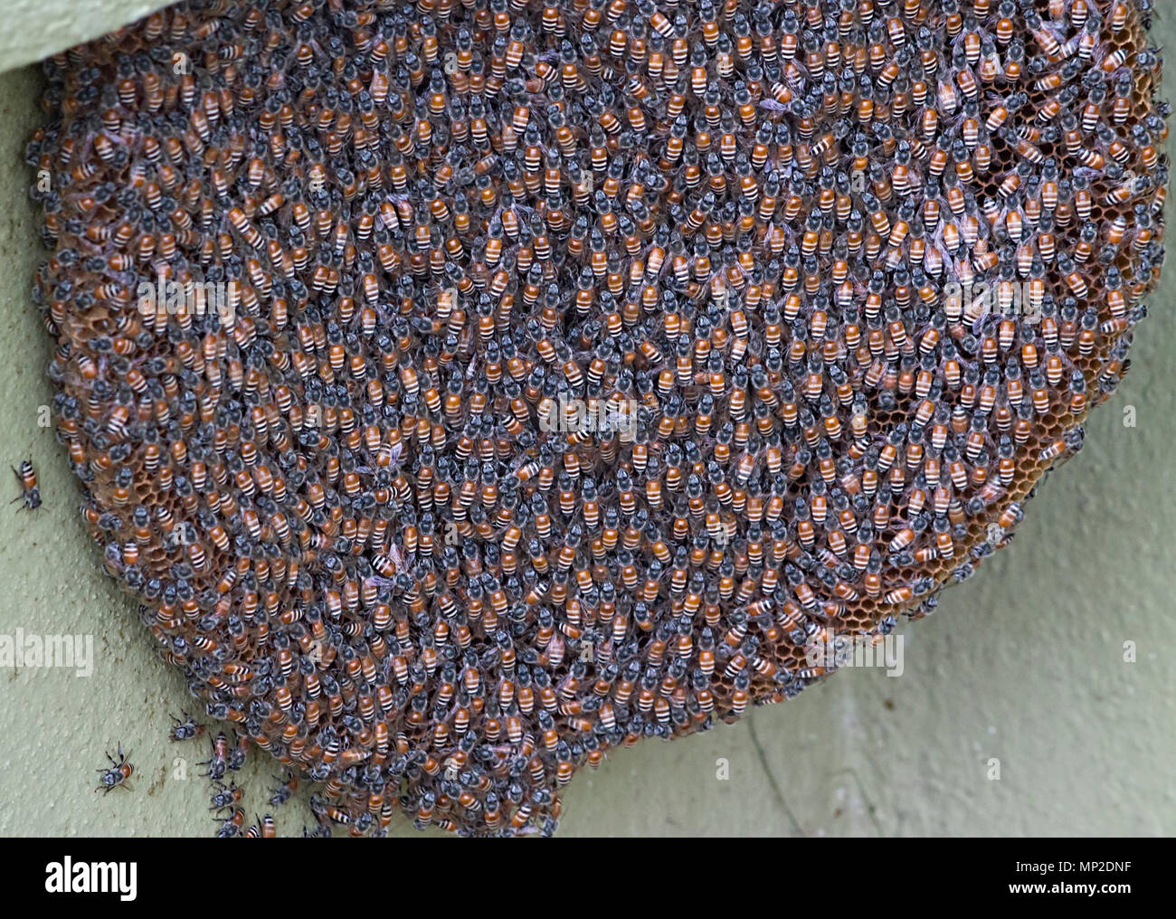 A beehive is an enclosed structure in which honeybees raise their young ...