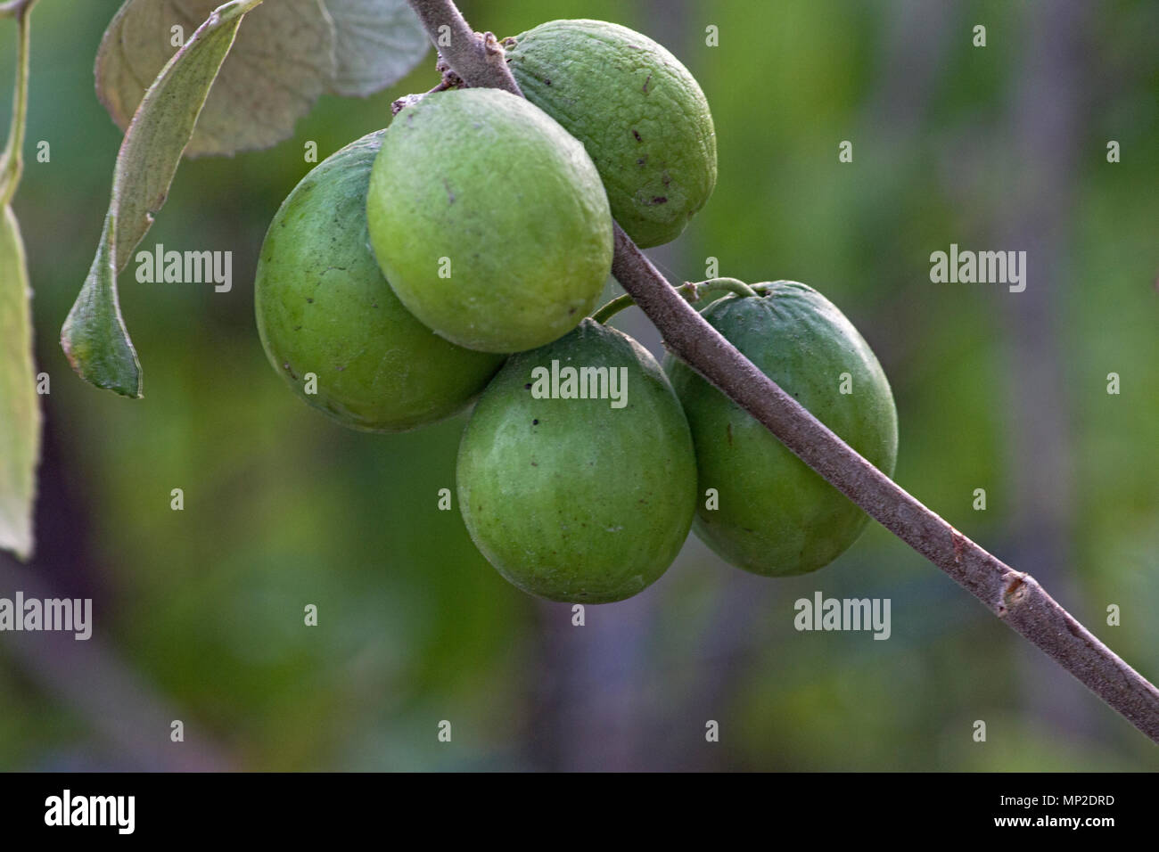 Indian jujube hi-res stock photography and images - Alamy