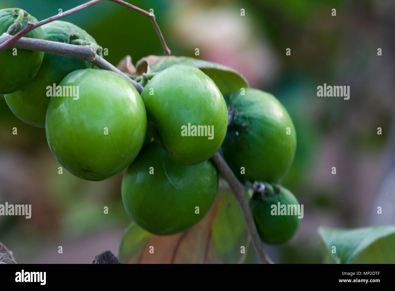 Indian Jujube Apple Fruit Called As Elanda Palam, On Tree Branch With ...