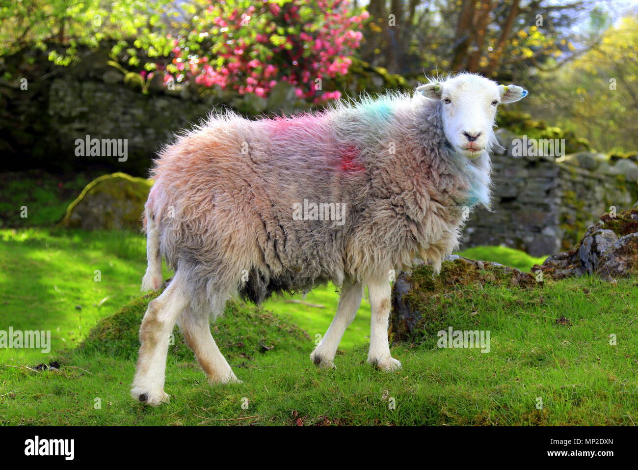 Sheep tail hi-res stock photography and images - Alamy