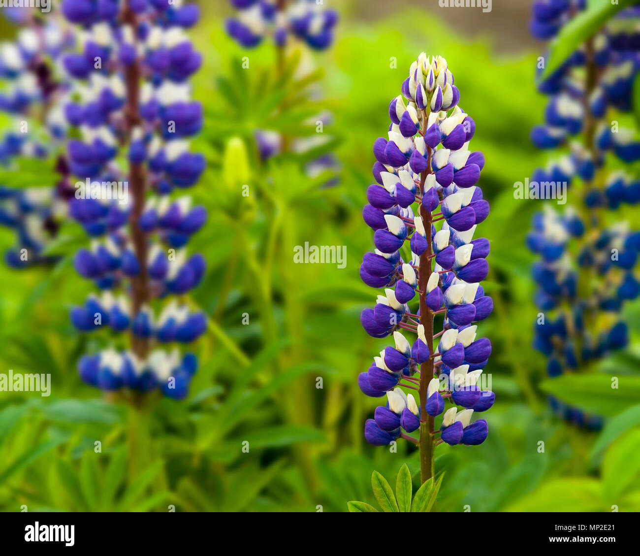 Lupinus the governor hi-res stock photography and images - Alamy