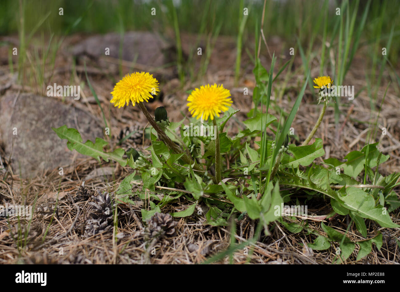 A plant of dandelions in the forest by some cones Stock Photo - Alamy