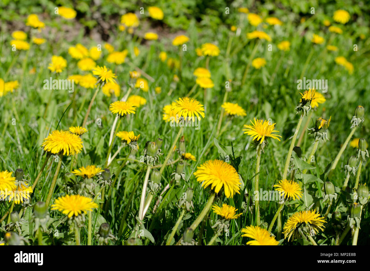 Group of dandelions hi-res stock photography and images - Alamy