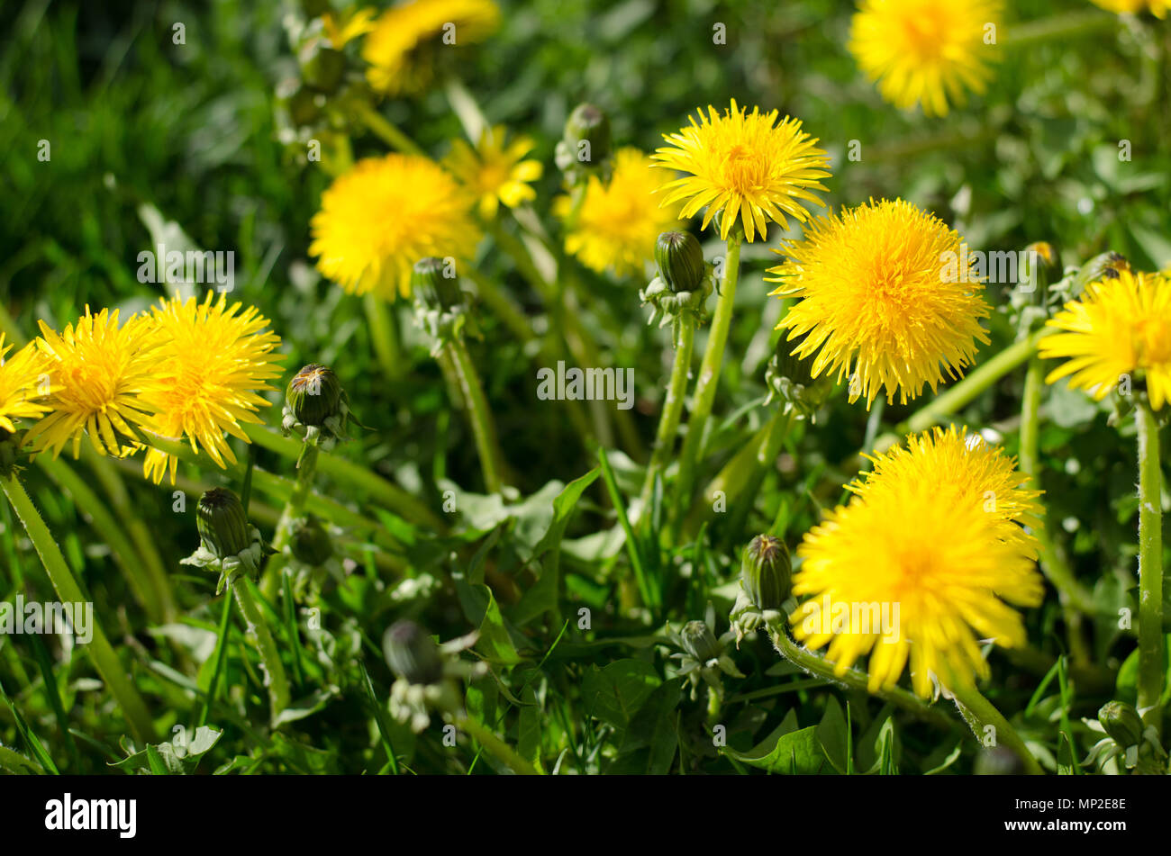 Group of dandelions hi-res stock photography and images - Alamy
