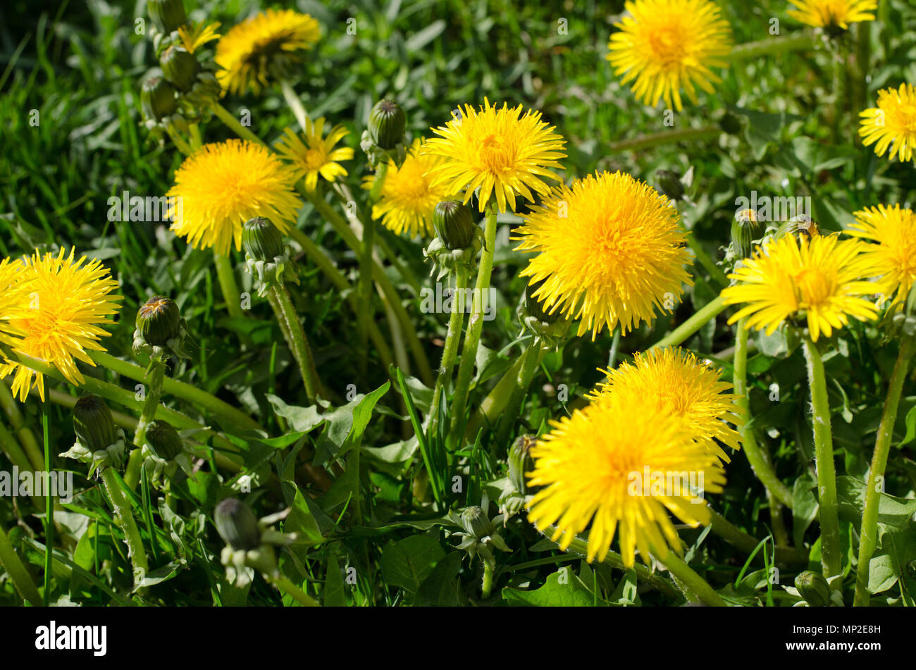 Group of dandelions hi-res stock photography and images - Alamy