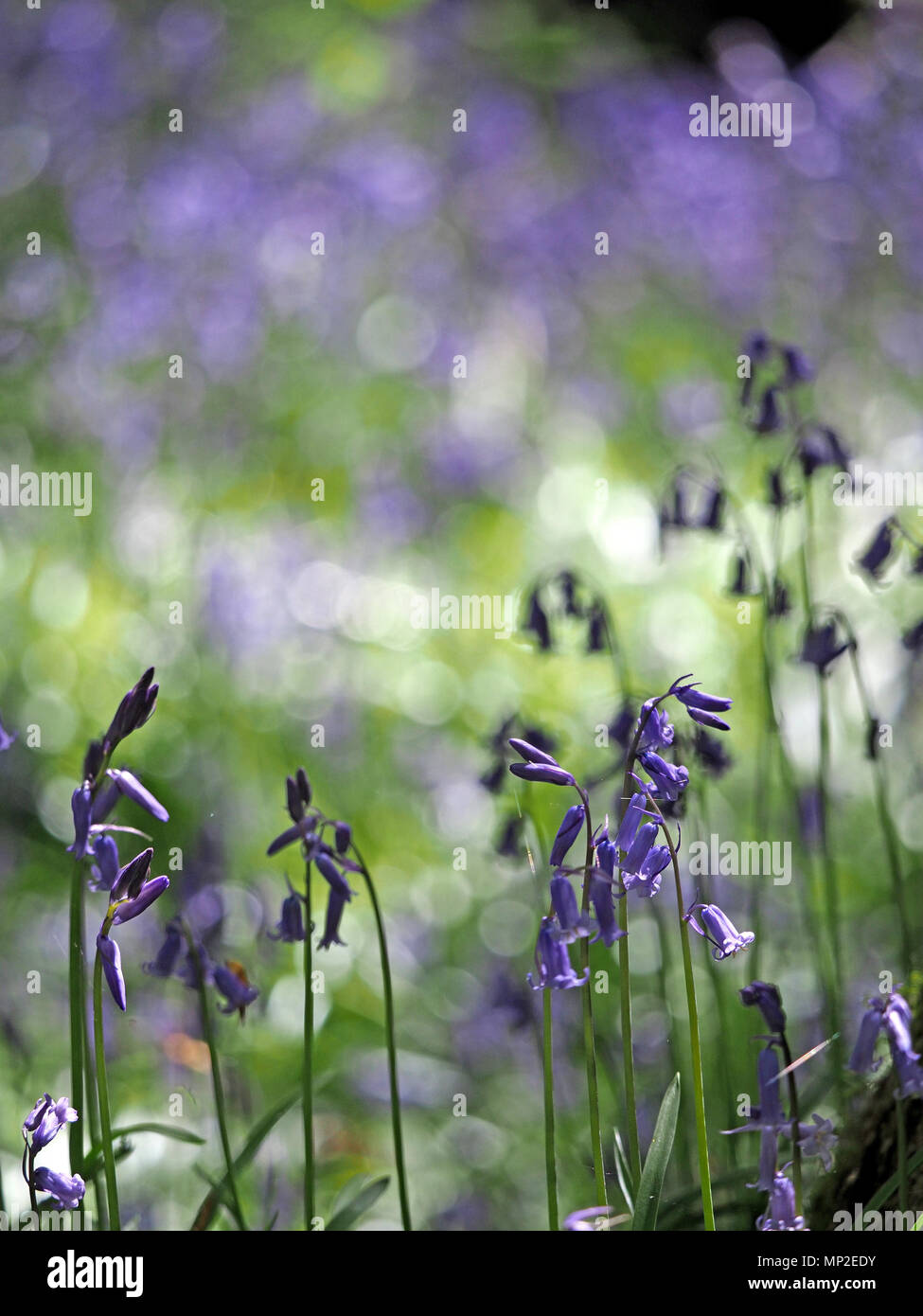 carpet of bluebells, English bluebell; British bluebell (Hyacinthoides ...