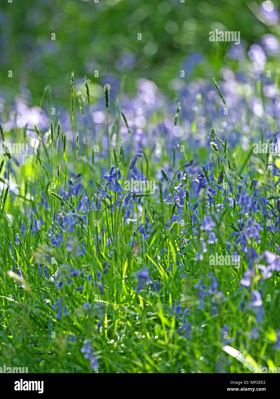 carpet of bluebells, English bluebell; British bluebell (Hyacinthoides ...