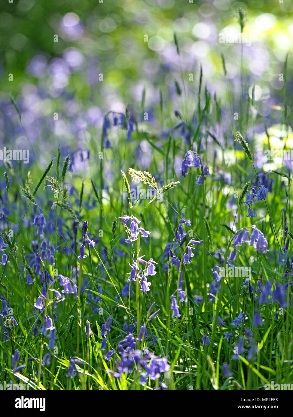 carpet of bluebells, English bluebell; British bluebell (Hyacinthoides ...