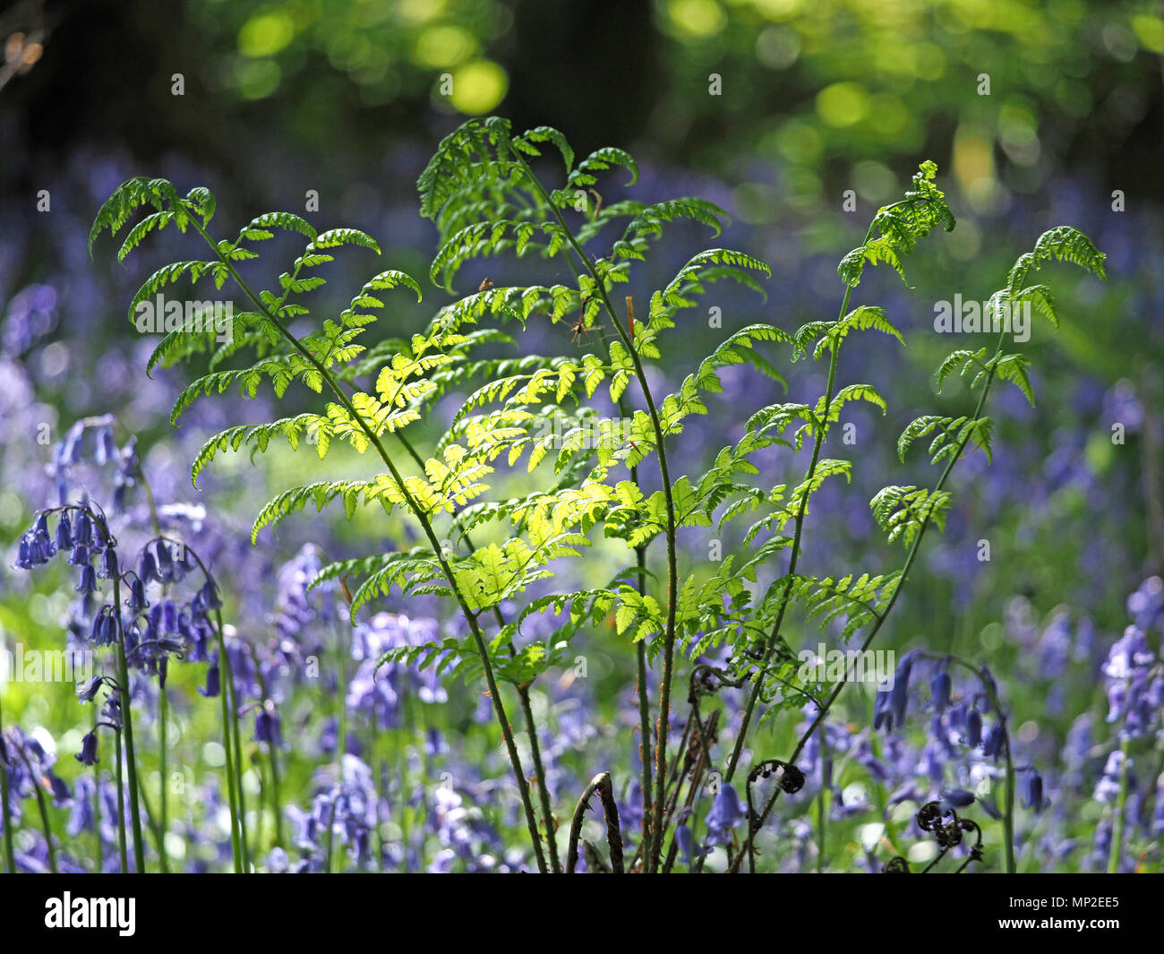 Reproduction of ferns hi-res stock photography and images - Alamy