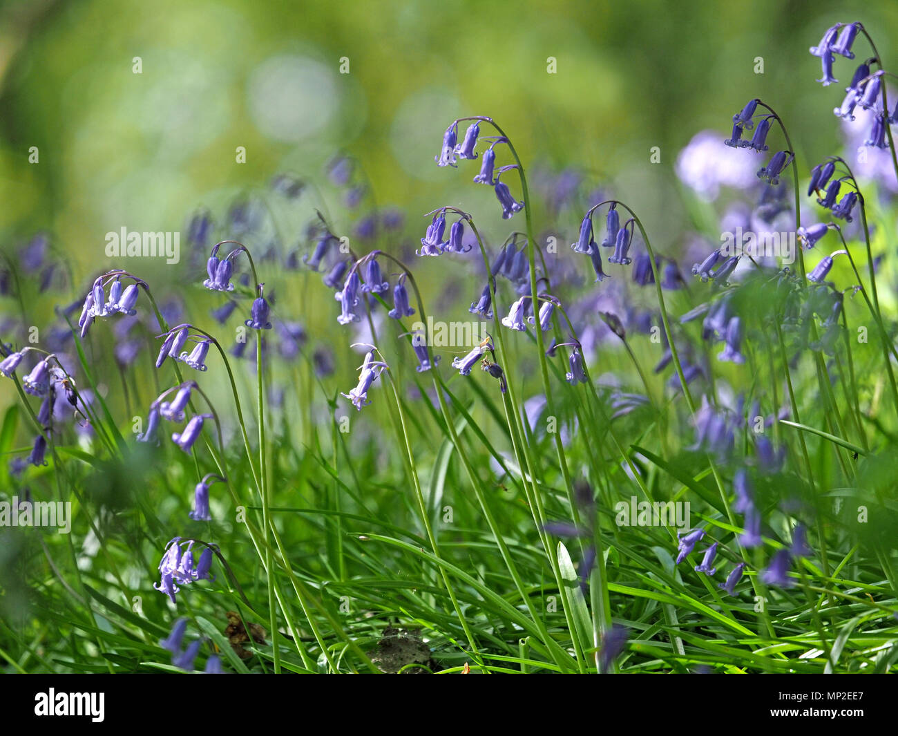carpet of bluebells, English bluebell; British bluebell (Hyacinthoides ...