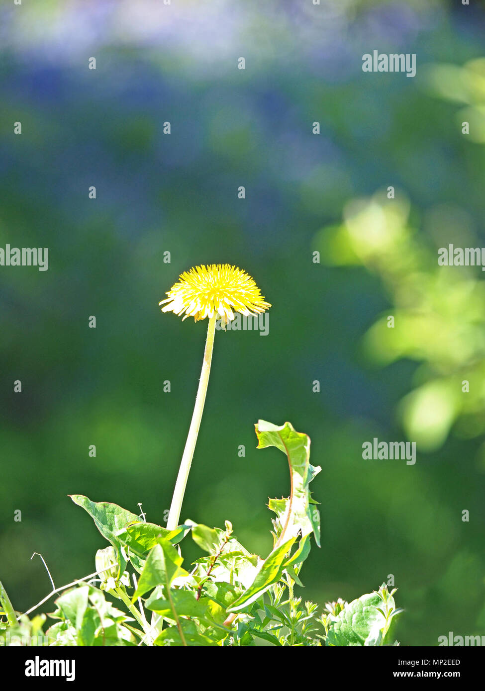single yellow flower of Dandelion (Taraxacum officinale) rising against ...
