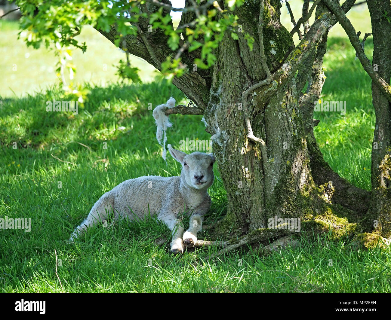 Hawthorn tree uk sheep hi-res stock photography and images - Alamy