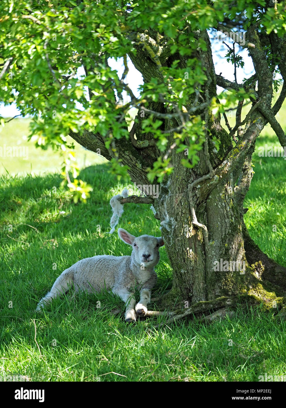 a lamb lies down in the cool shade of an ancient hawthorn tree ...