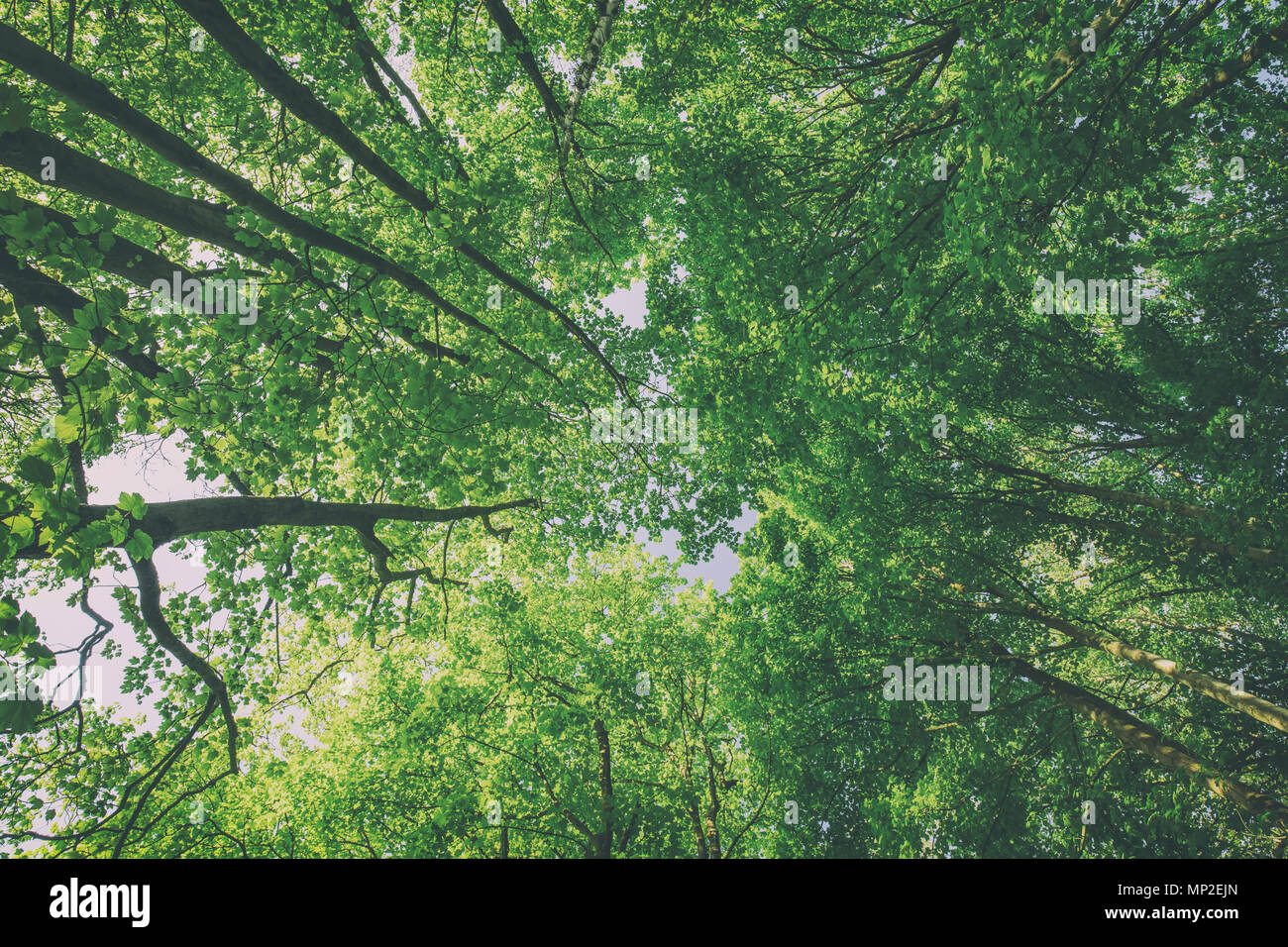 Looking up angle into canopy of fresh green spring trees on blue sky ...