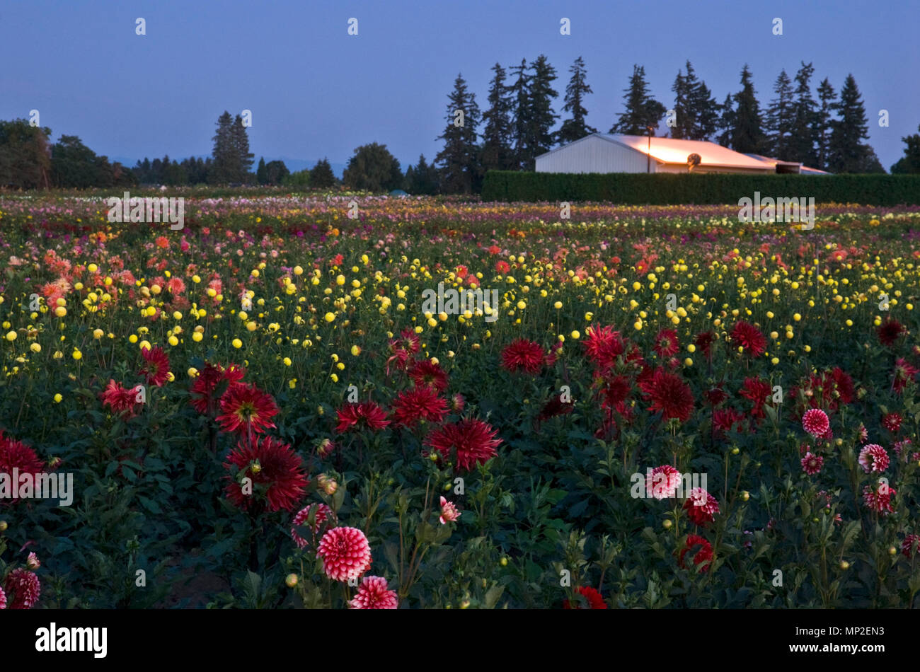 Twilight flowers hi-res stock photography and images - Alamy