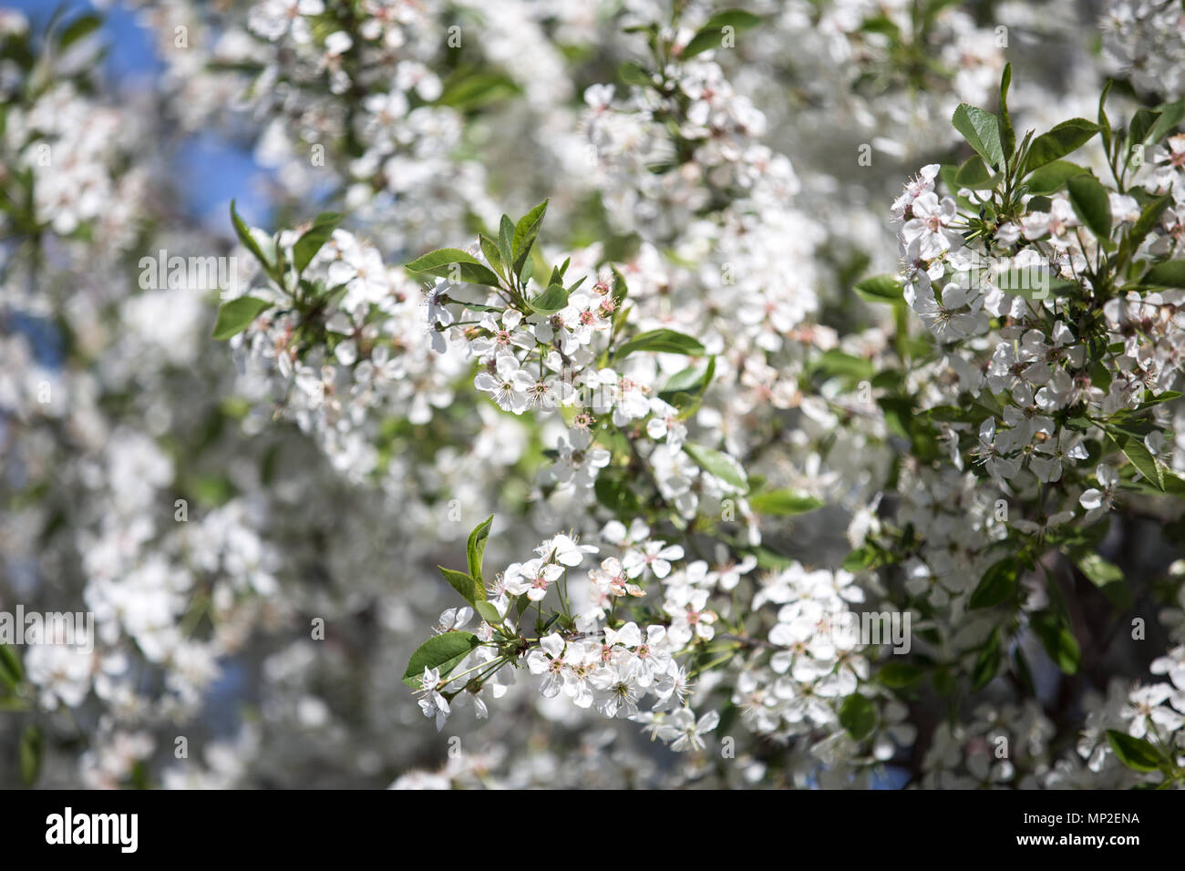 Plum tree with white flowers Stock Photo - Alamy