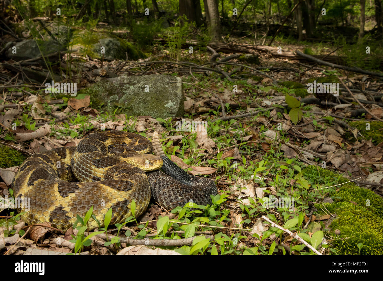 Timber rattlesnake in beautiful mountainside habitat - Crotalus horridus Stock Photo - Alamy