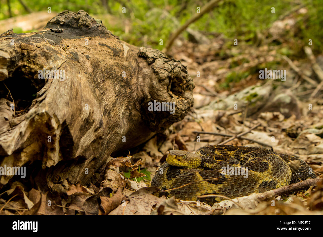 Timber rattlesnake hunting next to a log, waiting to ambush a chipmunk ...