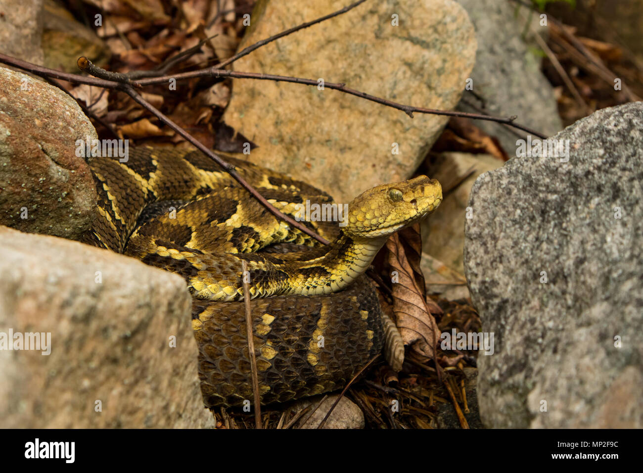 Curious timber rattlesnake coiled in the rocks - Crotalus horridus ...