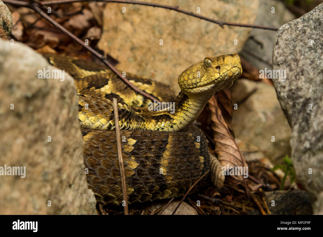 Curious timber rattlesnake coiled in the rocks - Crotalus horridus ...