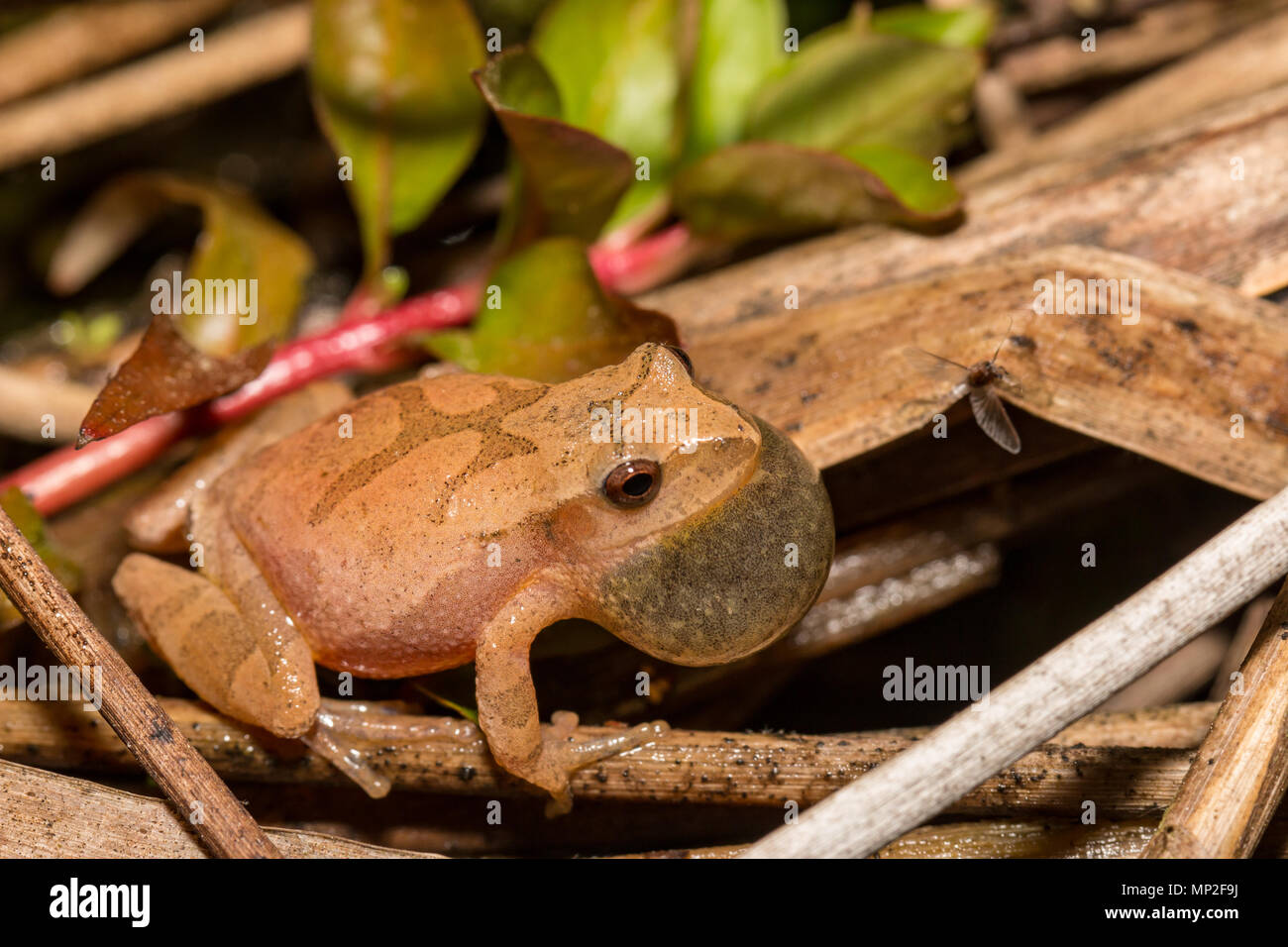 Noisy chorus hi-res stock photography and images - Alamy