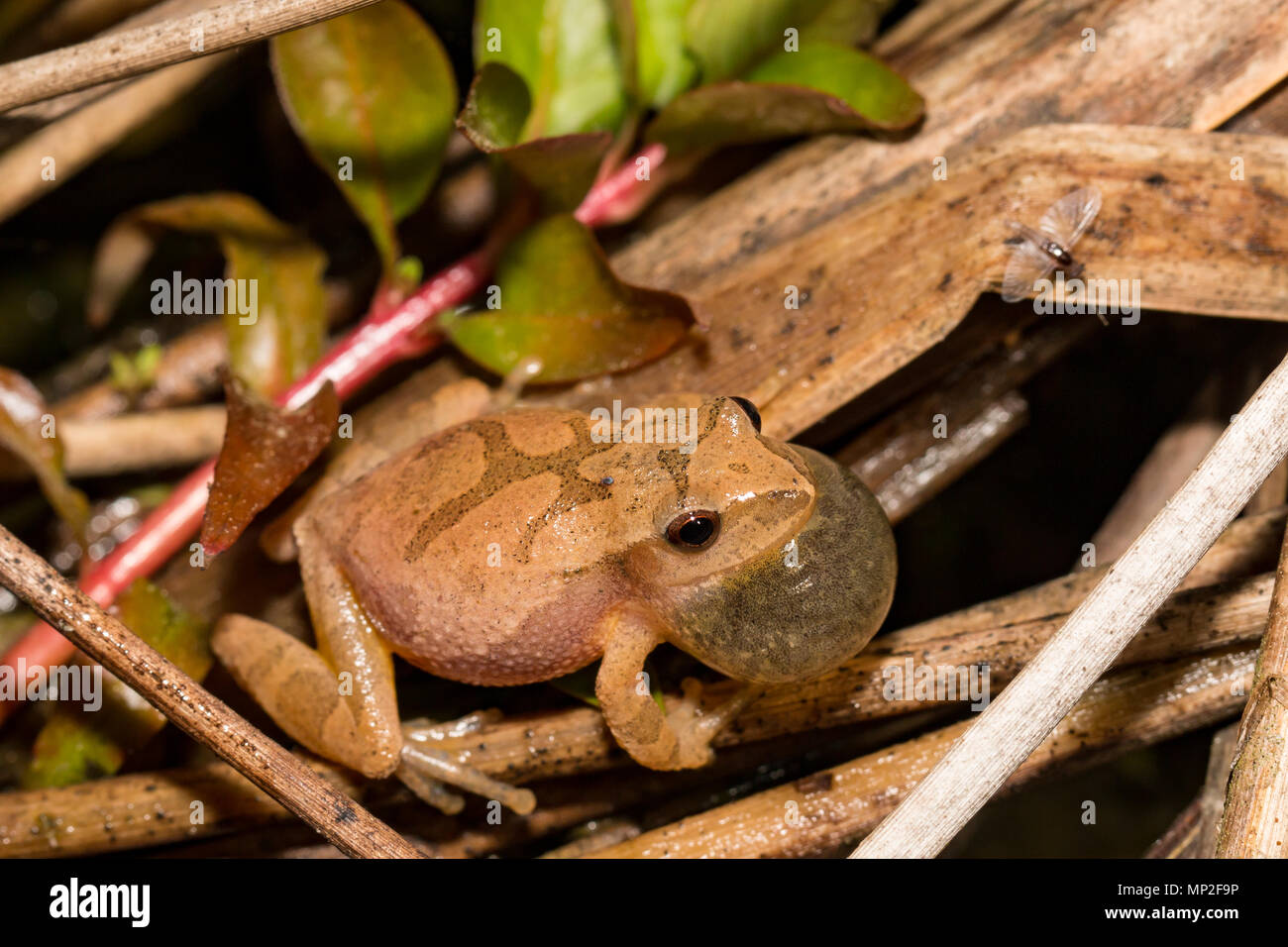 Male chorus hi-res stock photography and images - Alamy