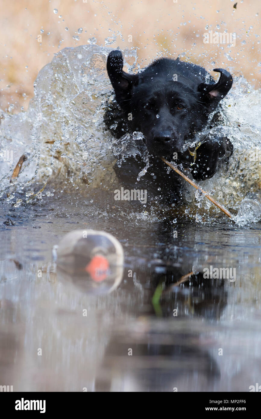 Black labrador retriever retrieving training bumper hi-res stock ...
