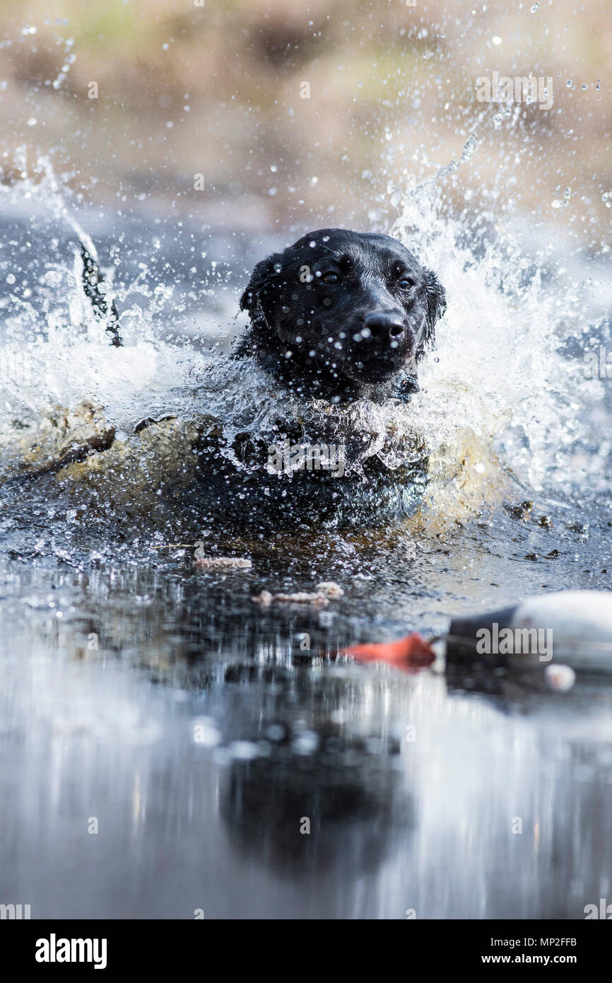 Black Labrador Retriever retrieving a training bumper Stock Photo - Alamy
