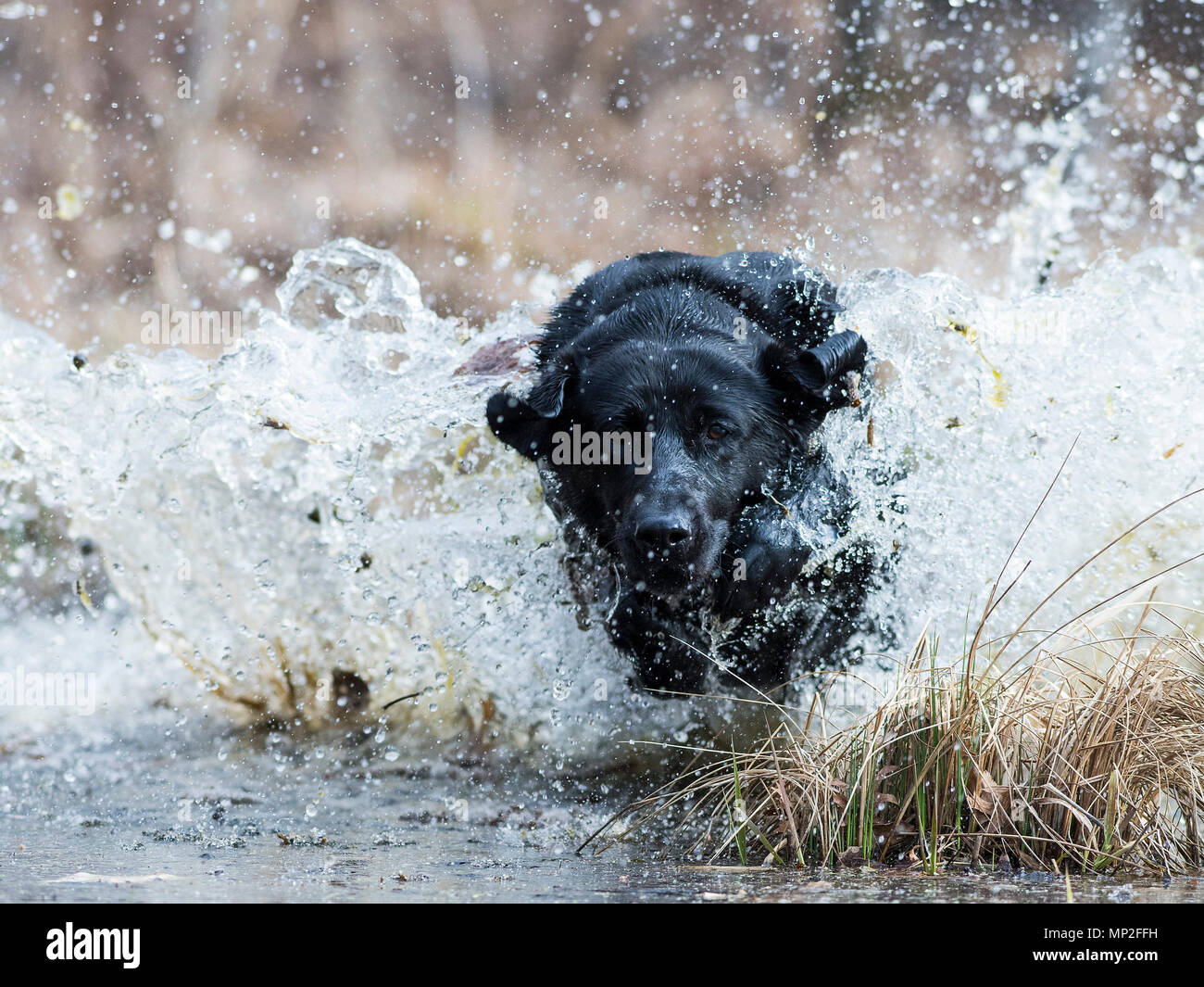 Black labrador retriever retrieving bumper hi-res stock photography and ...