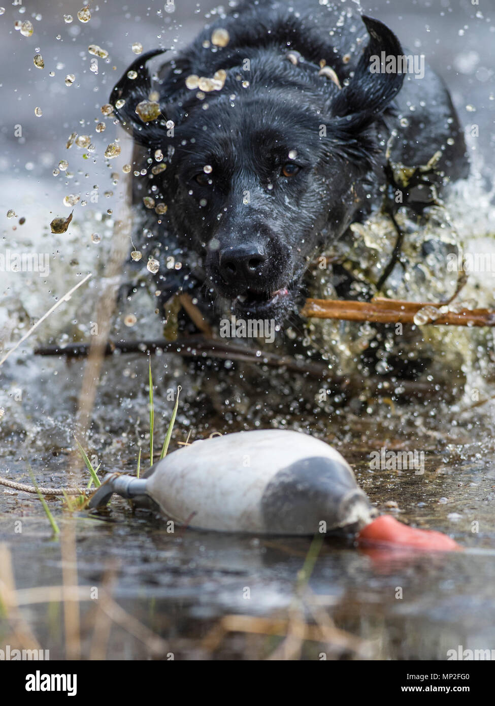 Black Labrador Retriever retrieving a training bumper Stock Photo - Alamy