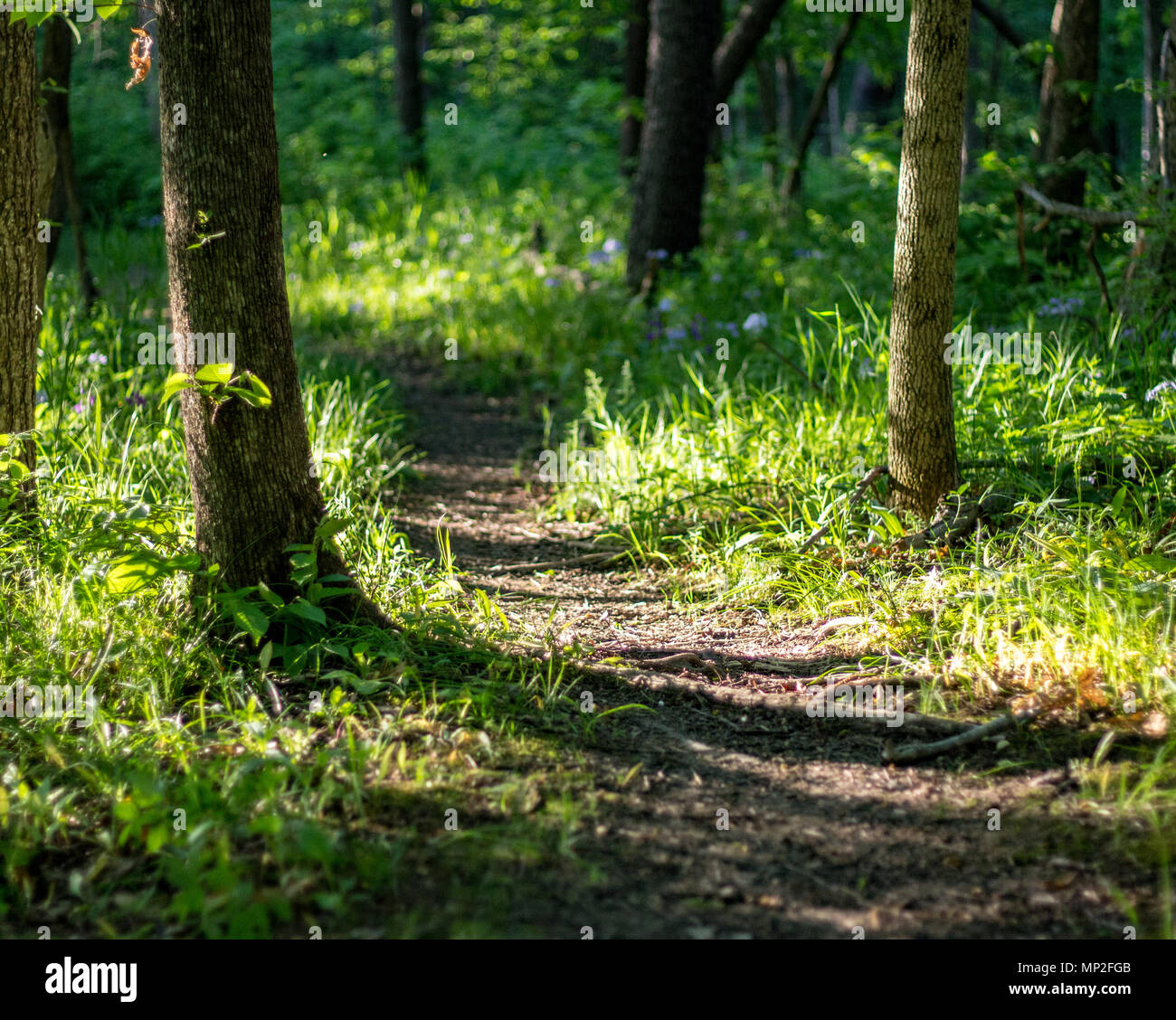The road less traveled hi-res stock photography and images - Alamy