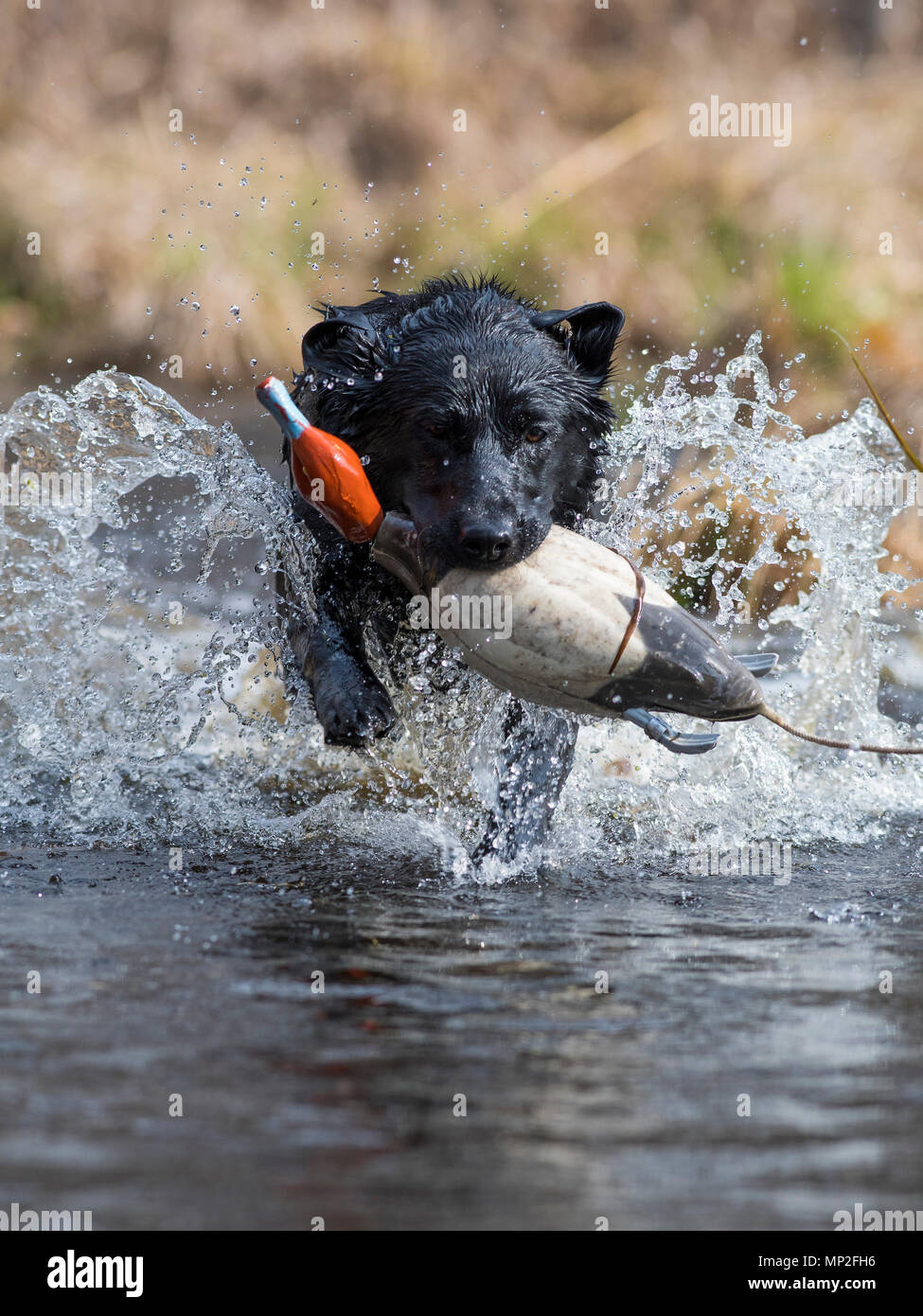 Black Labrador Retriever retrieving a training bumper Stock Photo - Alamy
